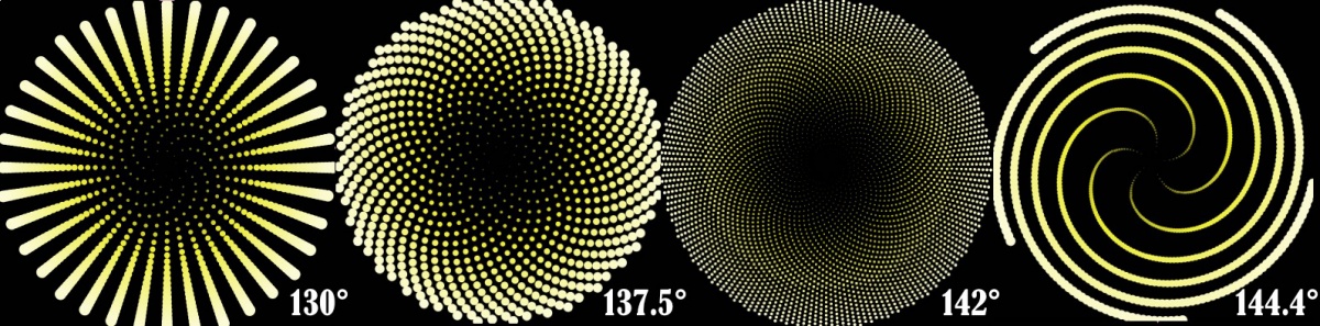 Phyllotaxis - Simulace.info